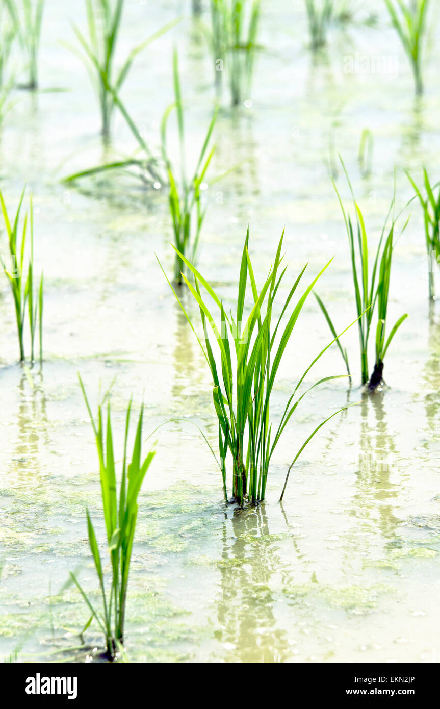 Nursery rice field hi-res stock photography and images - Alamy
