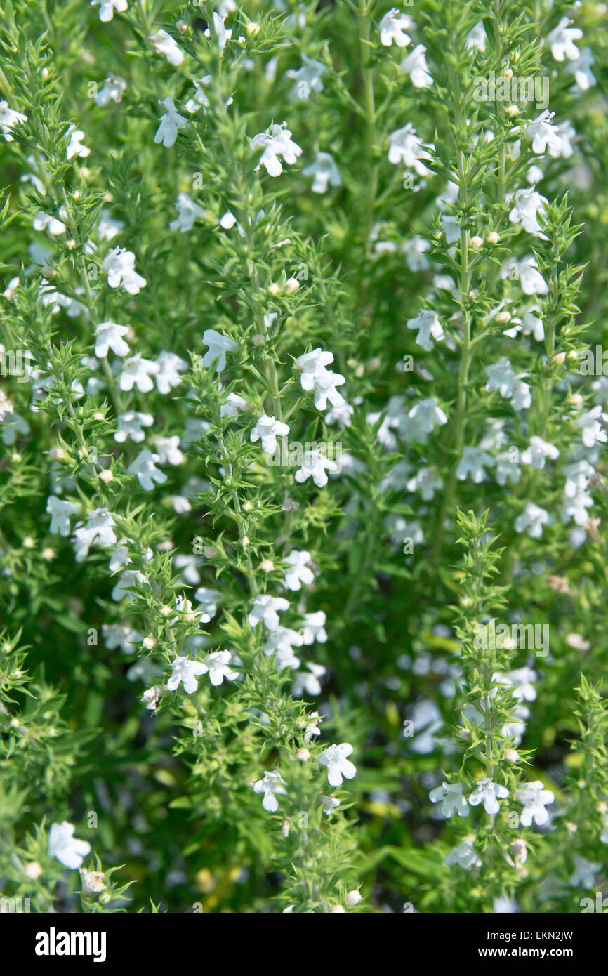 Early greenery hi-res stock photography and images - Alamy Early greenery hi-res stock photography and images - Alamy