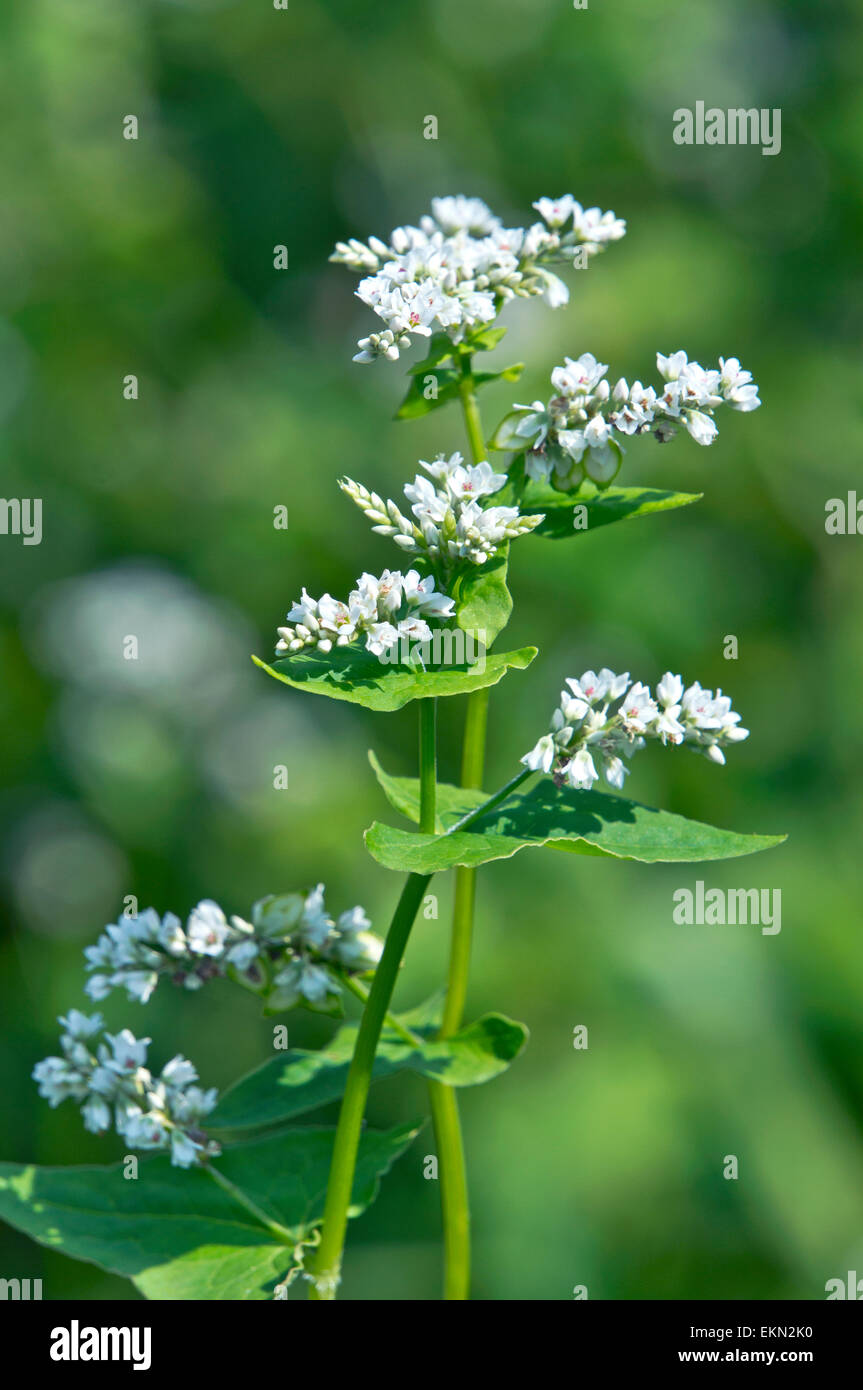 Early greenery hi-res stock photography and images - Alamy Early greenery hi-res stock photography and images - Alamy