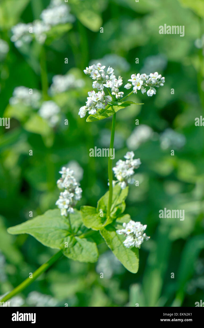 Early greenery hi-res stock photography and images - Alamy Early greenery hi-res stock photography and images - Alamy