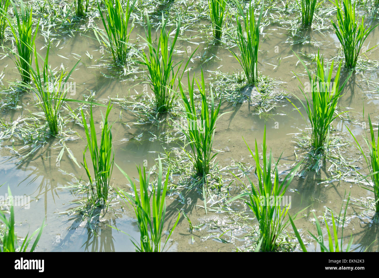 Early rice field hi-res stock photography and images - Alamy