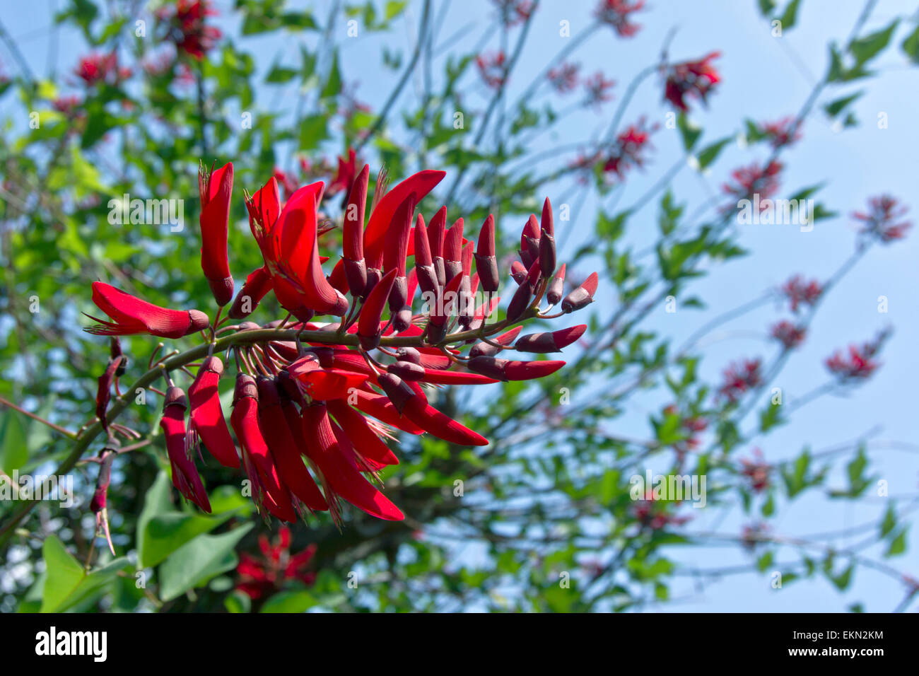 Erythrina hi-res stock photography and images - Alamy