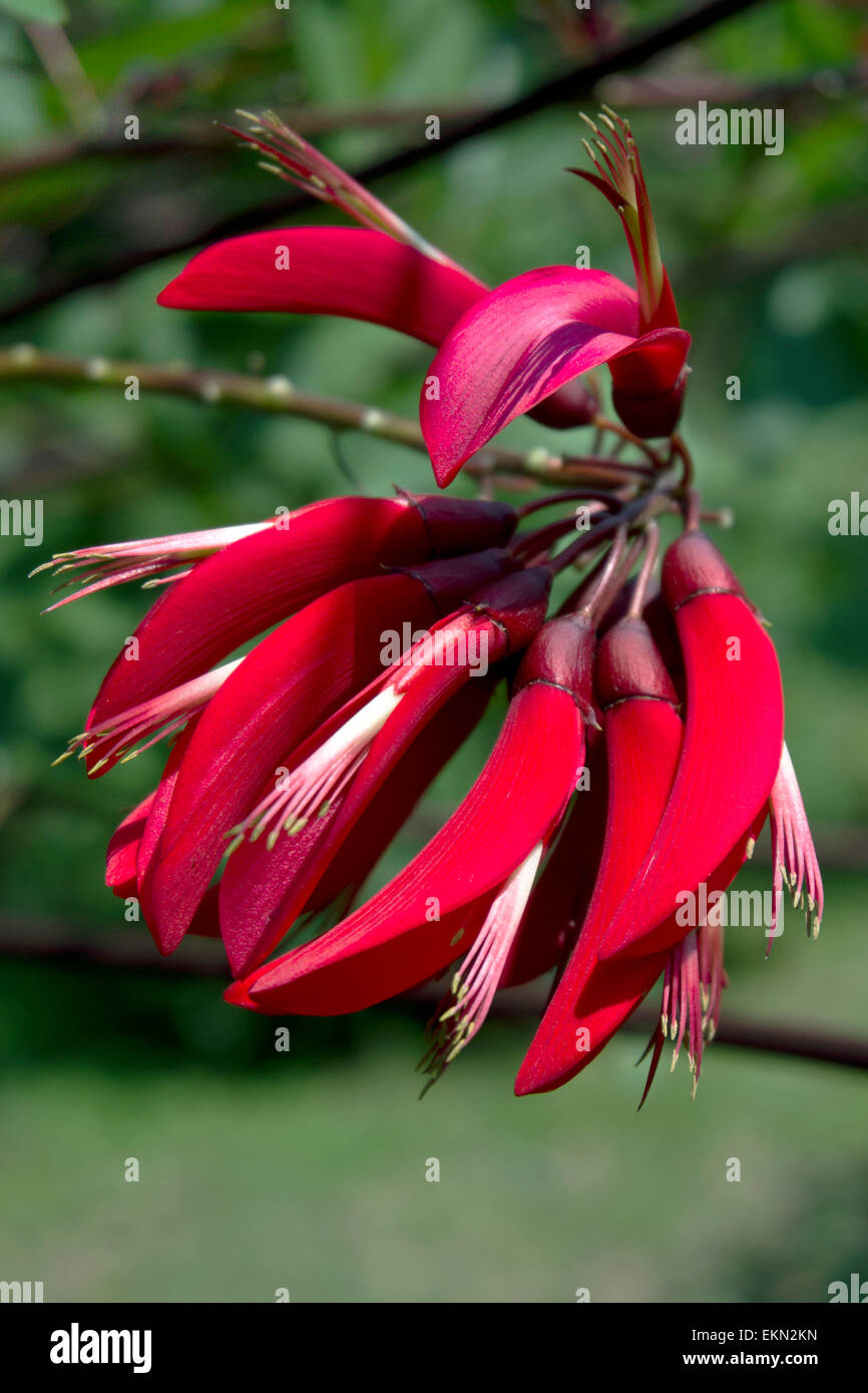 Erythrina hi-res stock photography and images - Alamy