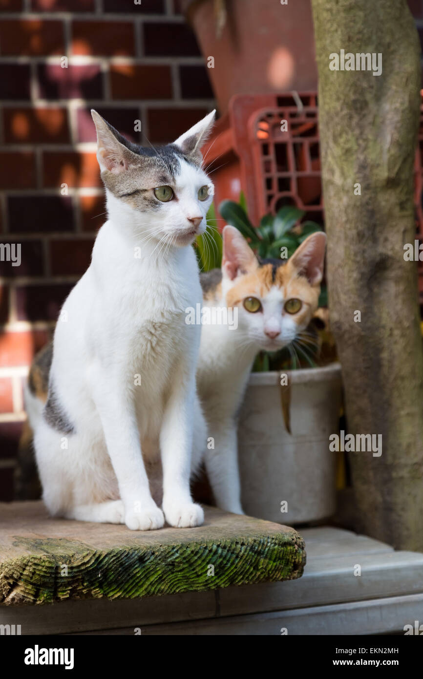 Multiple cats hi-res stock photography and images - Alamy