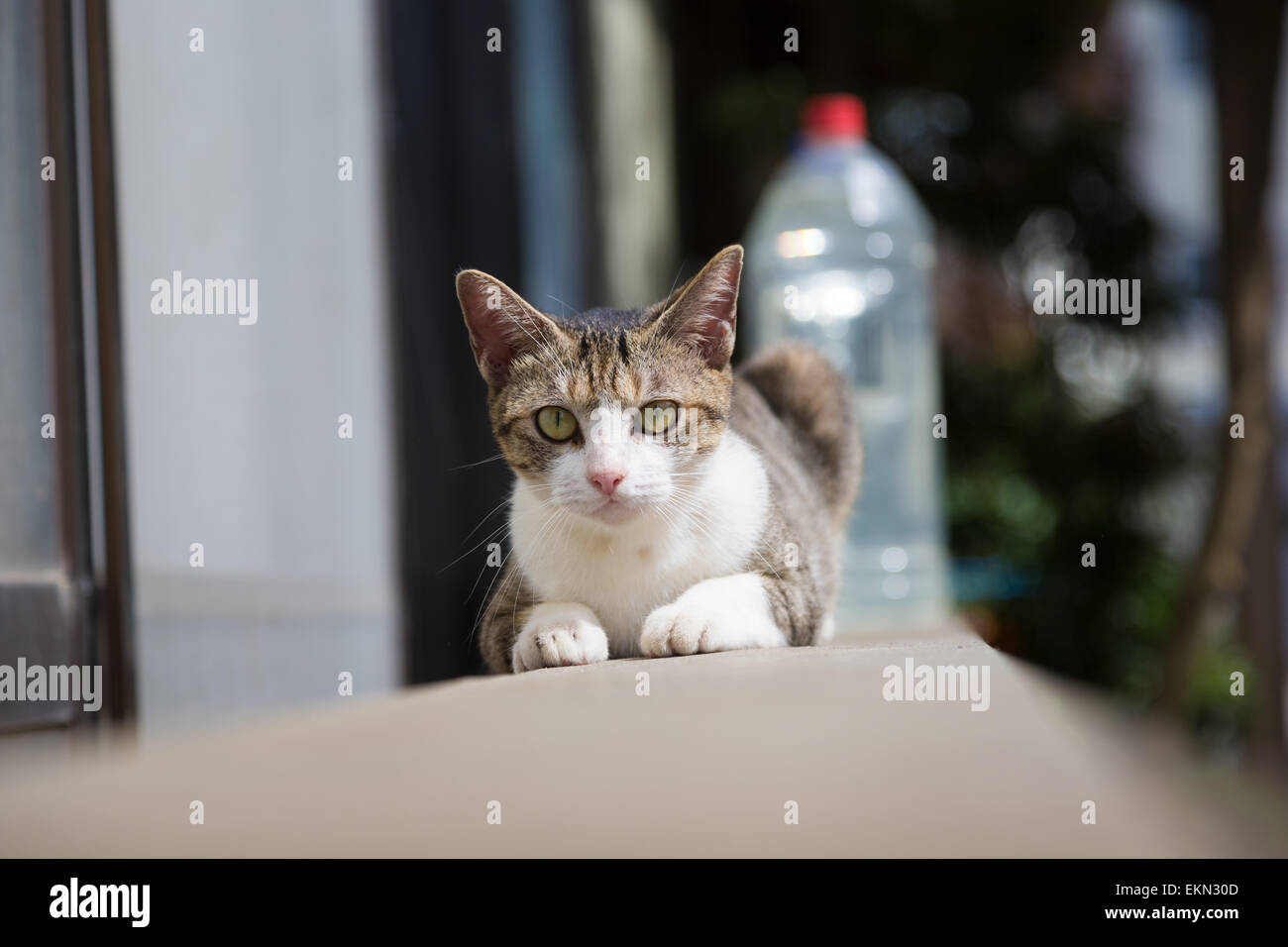 Stray cat staring camera hi-res stock photography and images - Alamy