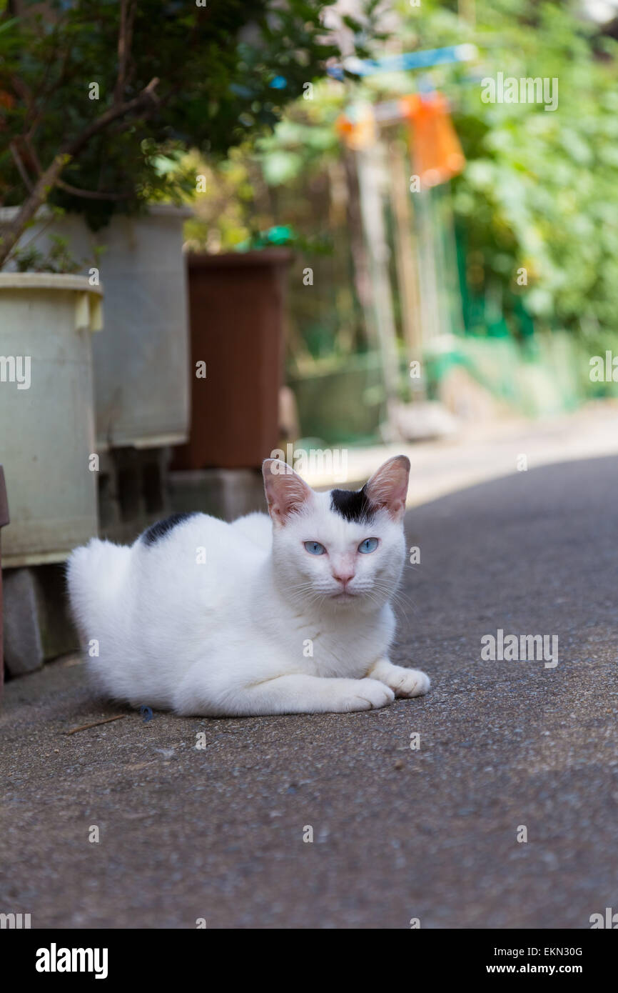 Cat blue alley hi-res stock photography and images - Alamy