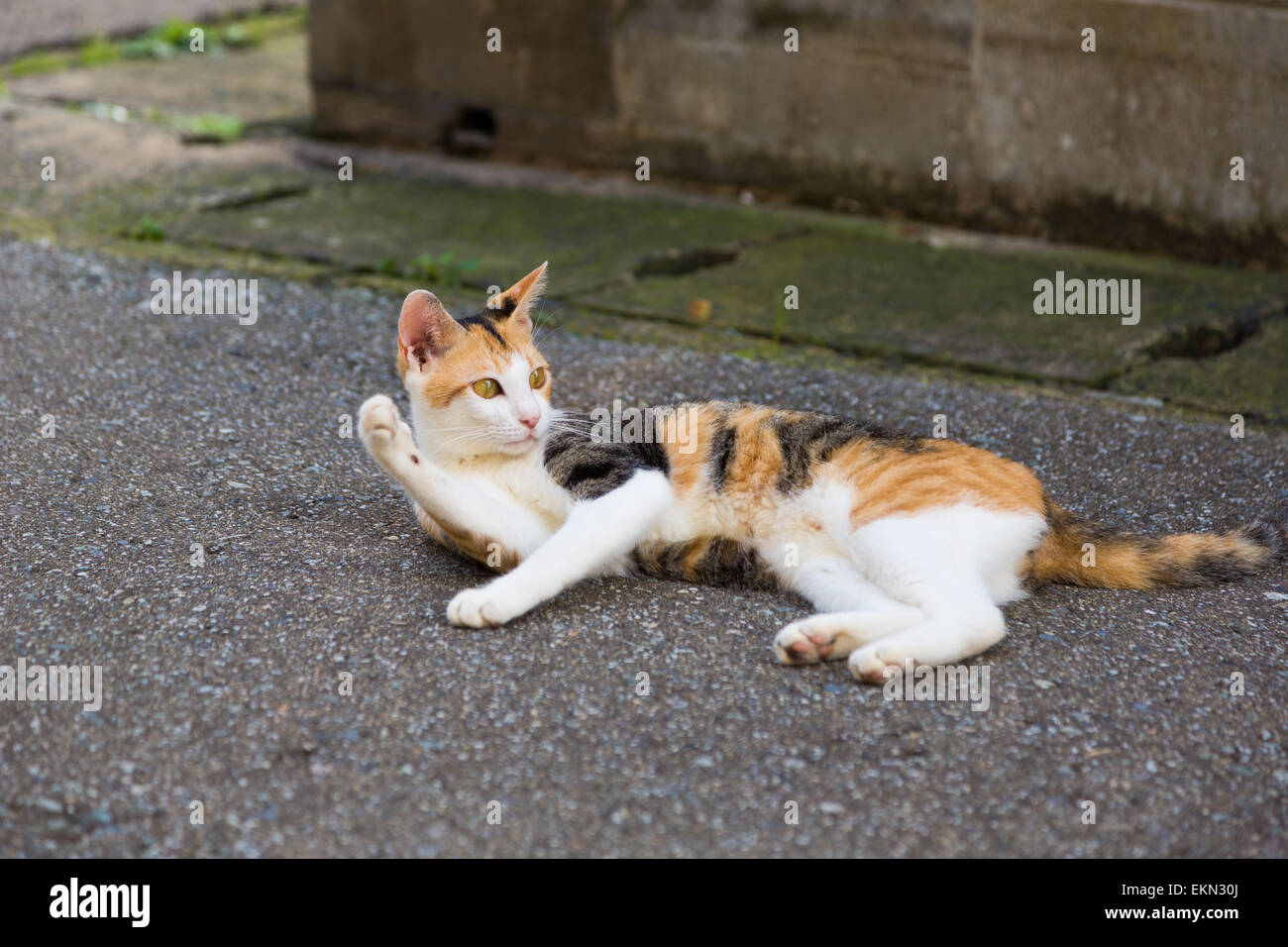 Whole cat hi-res stock photography and images - Alamy
