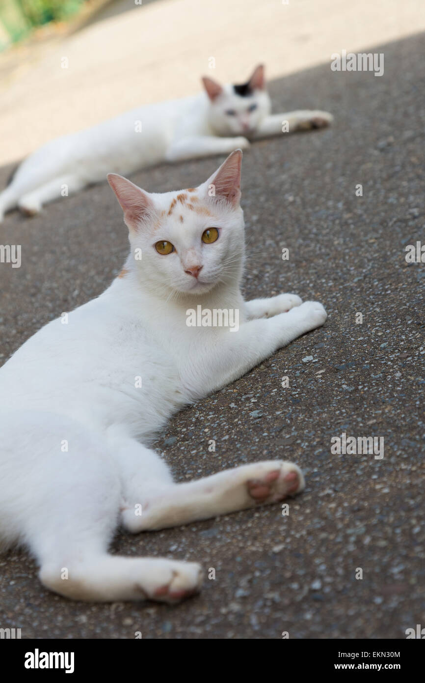 Stray cats hi-res stock photography and images - Alamy