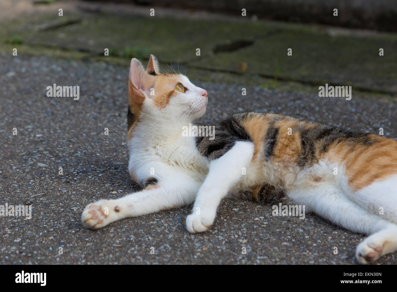 Cat eye side view hi-res stock photography and images - Alamy