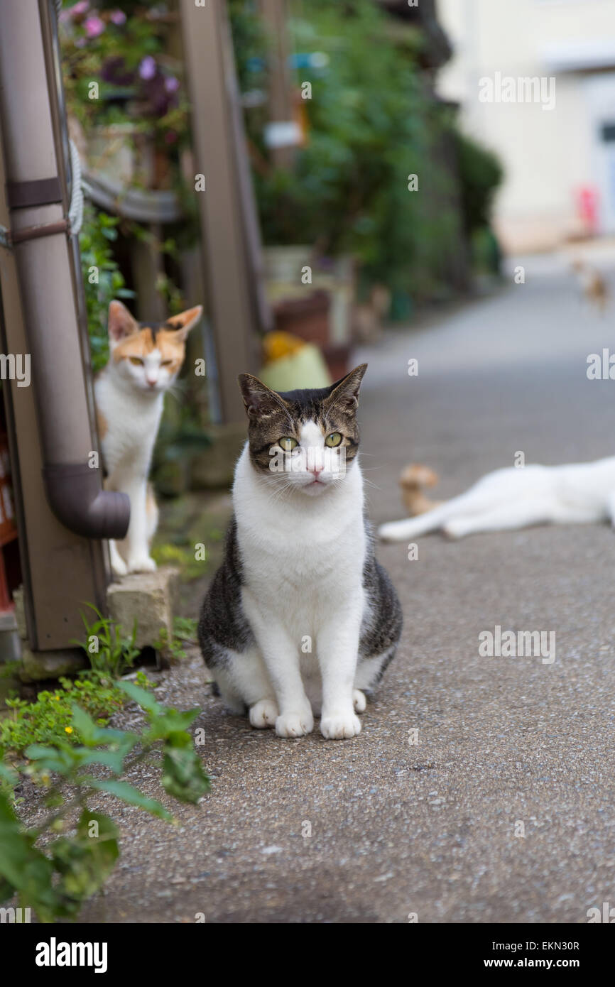 Alley of the cats hi-res stock photography and images - Alamy