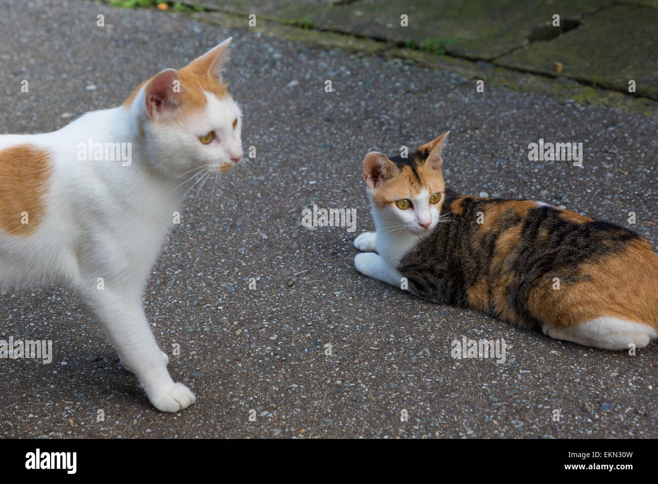 Back alley stray cat hi-res stock photography and images - Alamy