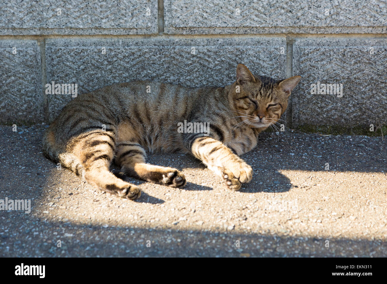 Stray pattern hi-res stock photography and images - Alamy