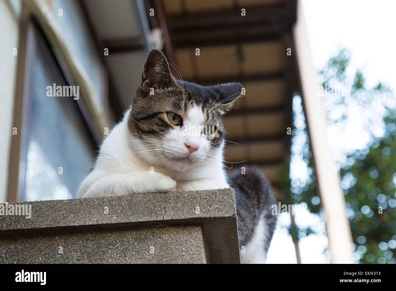 Stray cat face hi-res stock photography and images - Alamy
