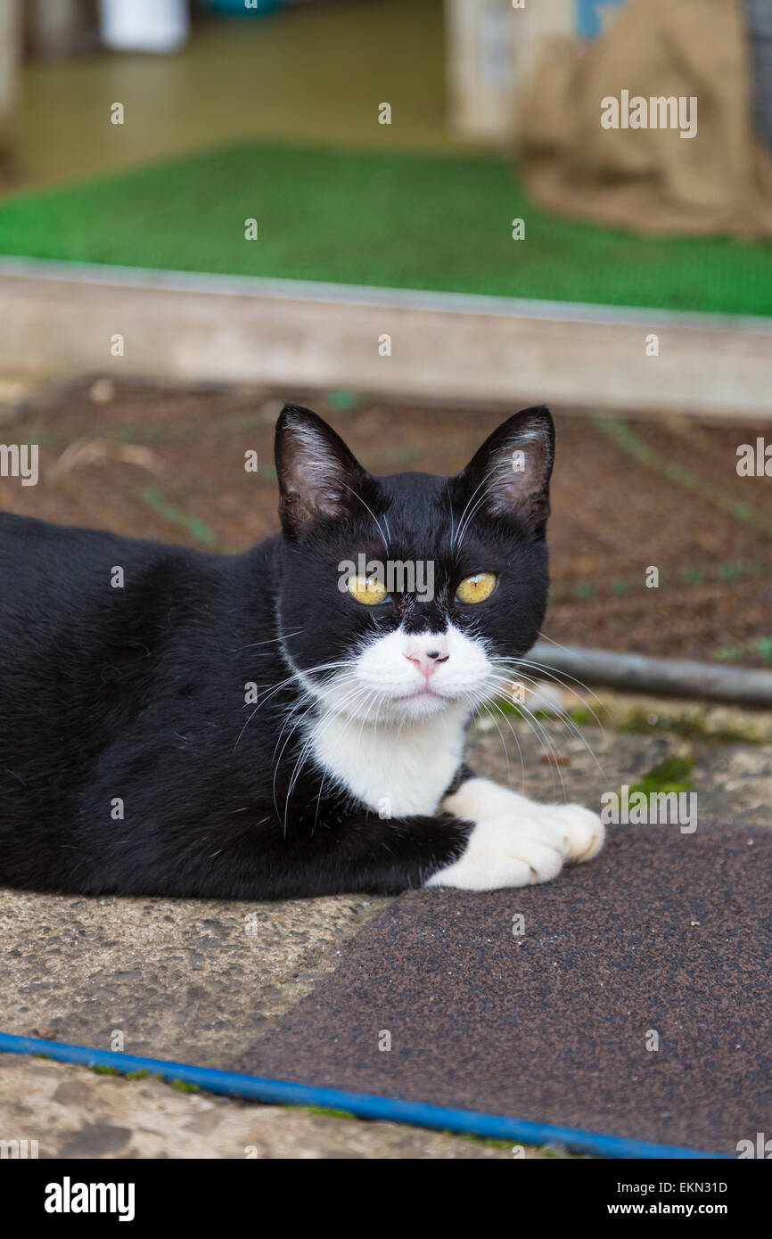 Stray pattern hi-res stock photography and images - Alamy