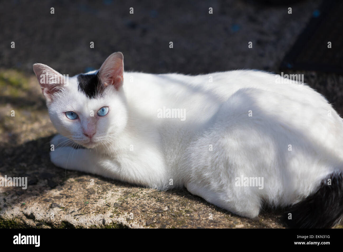 Cat road shadow hi-res stock photography and images - Alamy