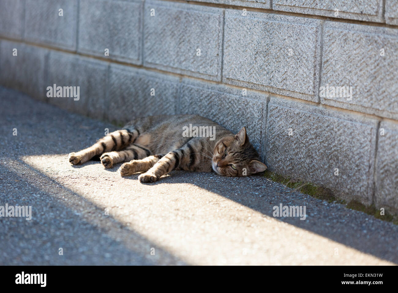 Stray pattern hi-res stock photography and images - Alamy