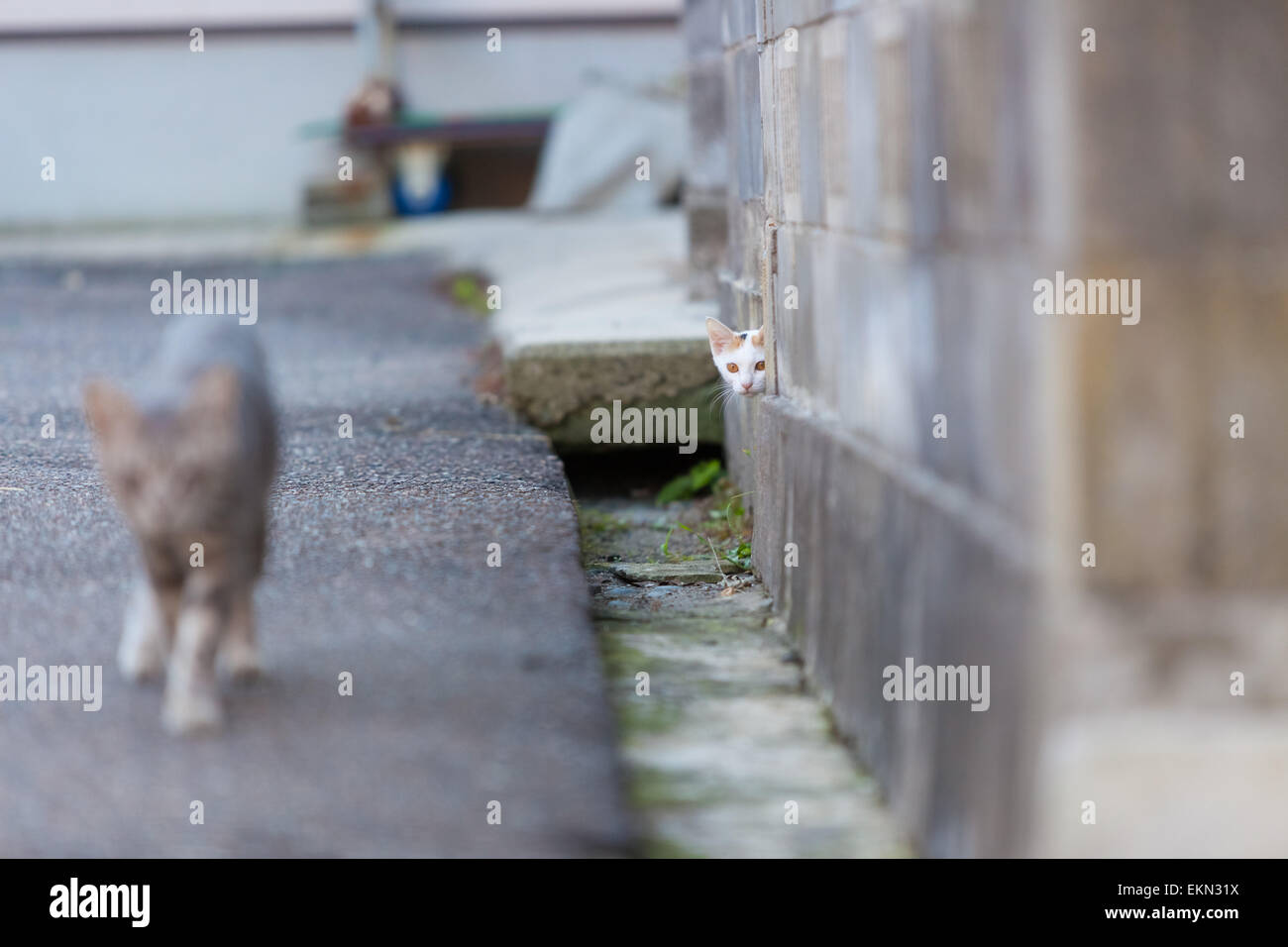 Stray cats hi-res stock photography and images - Alamy