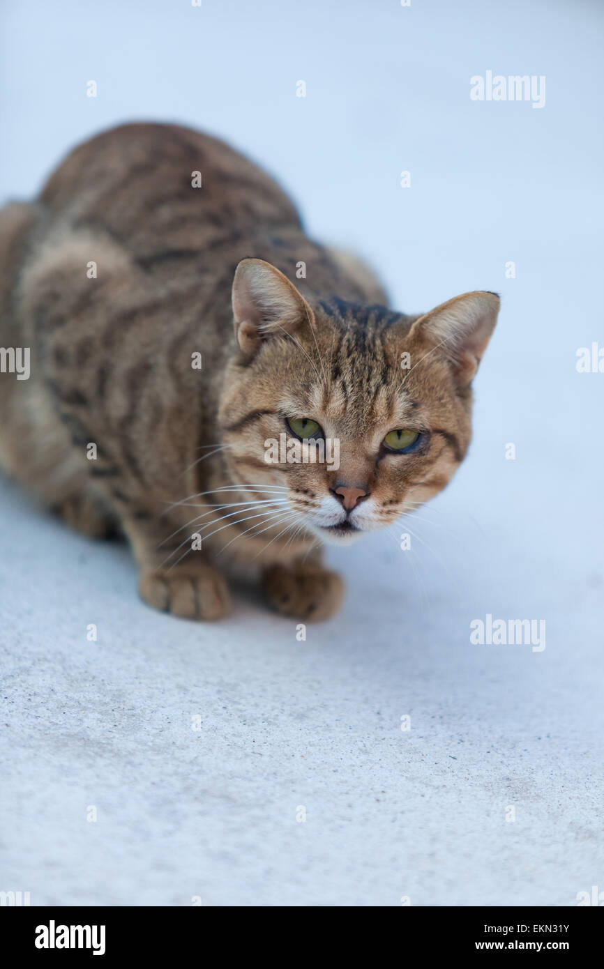Stray cat looking camera close hi-res stock photography and images - Alamy