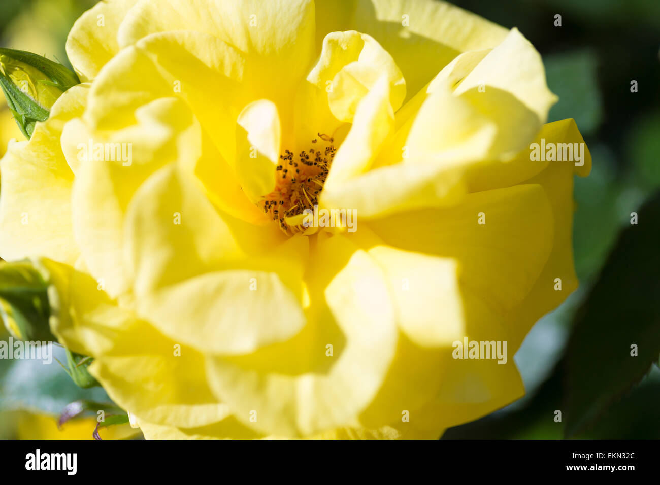 Friesia rose hi-res stock photography and images - Alamy