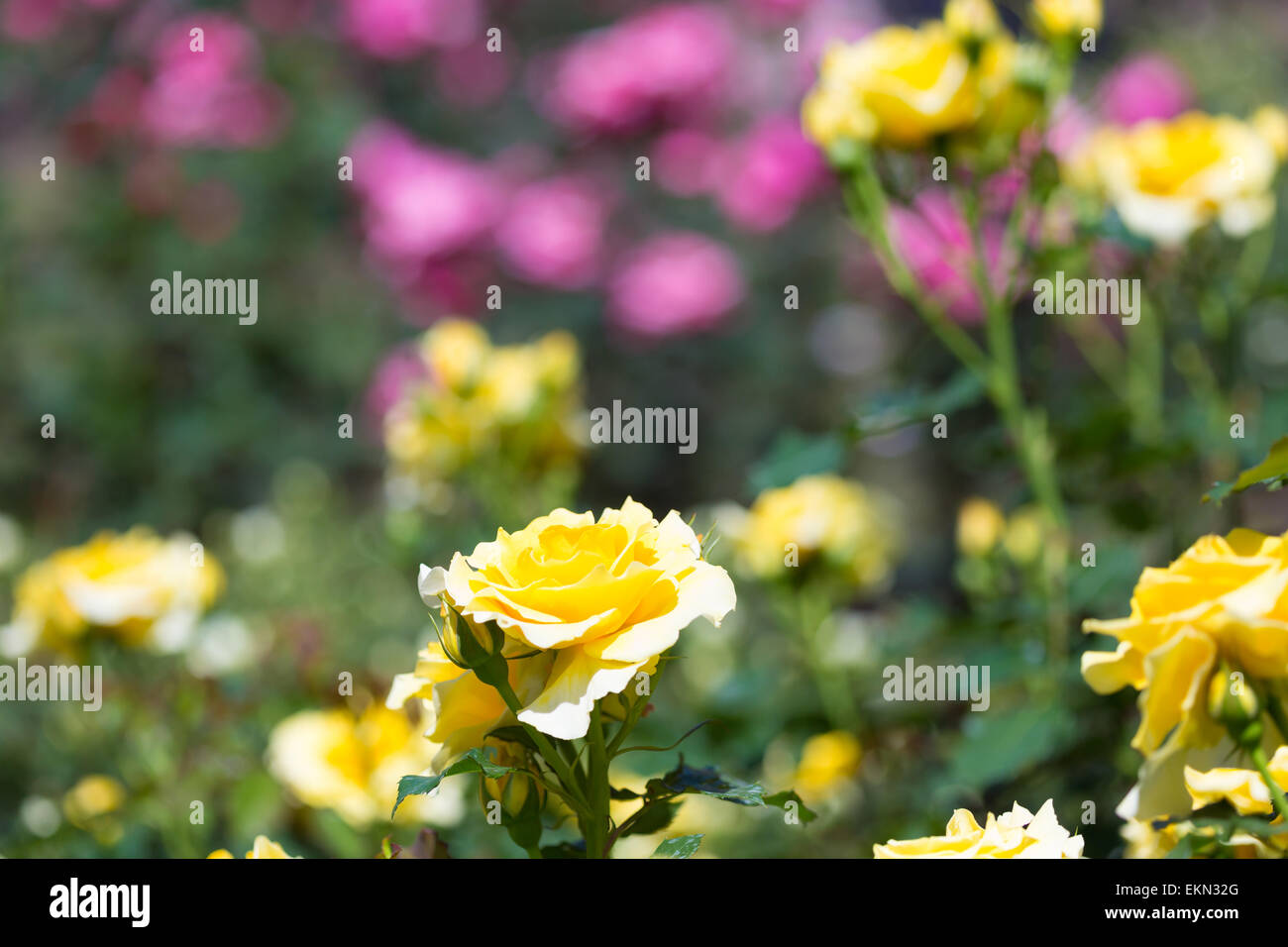 Rose flowers hi-res stock photography and images - Alamy