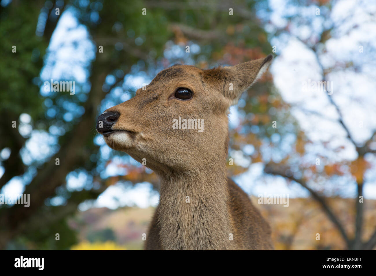 Side profile of deer hi-res stock photography and images - Alamy