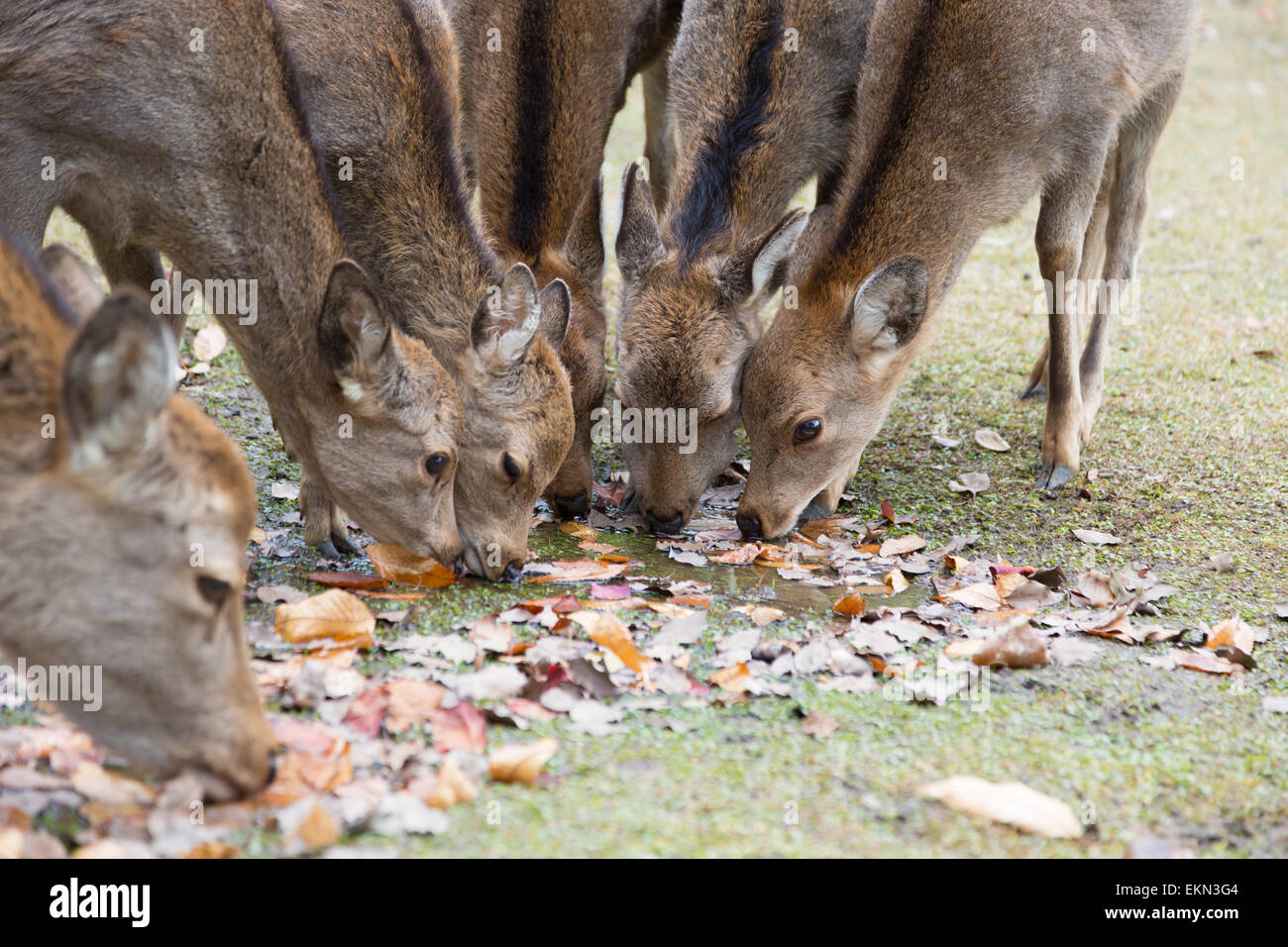 Multiple deer hi-res stock photography and images - Alamy