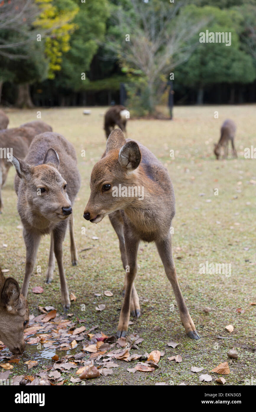 Multiple deer hi-res stock photography and images - Alamy
