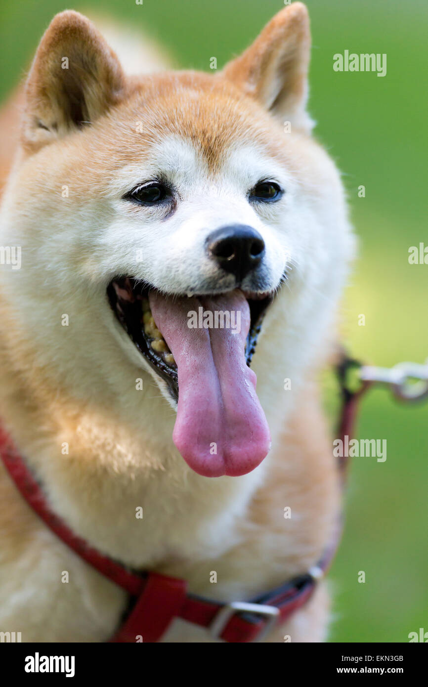 Shiba inu smile hi-res stock photography and images - Alamy
