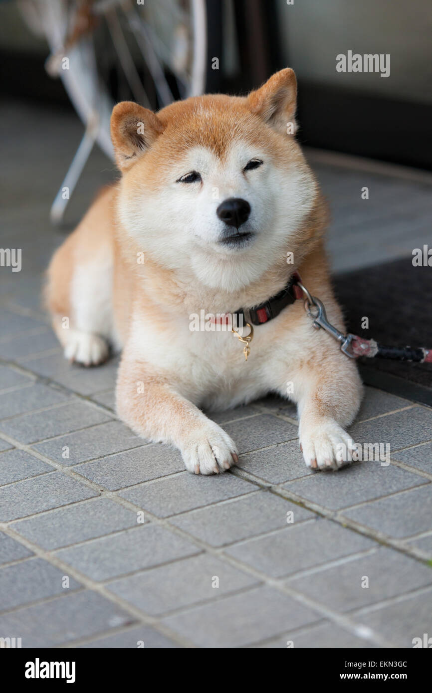 Shiba hi-res stock photography and images - Alamy