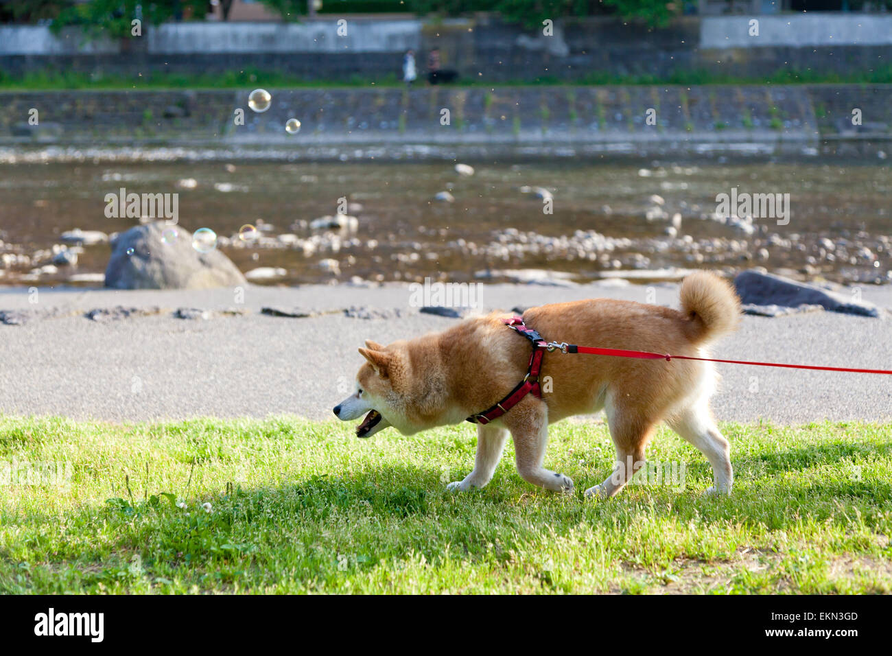 Shiba river hi-res stock photography and images - Alamy