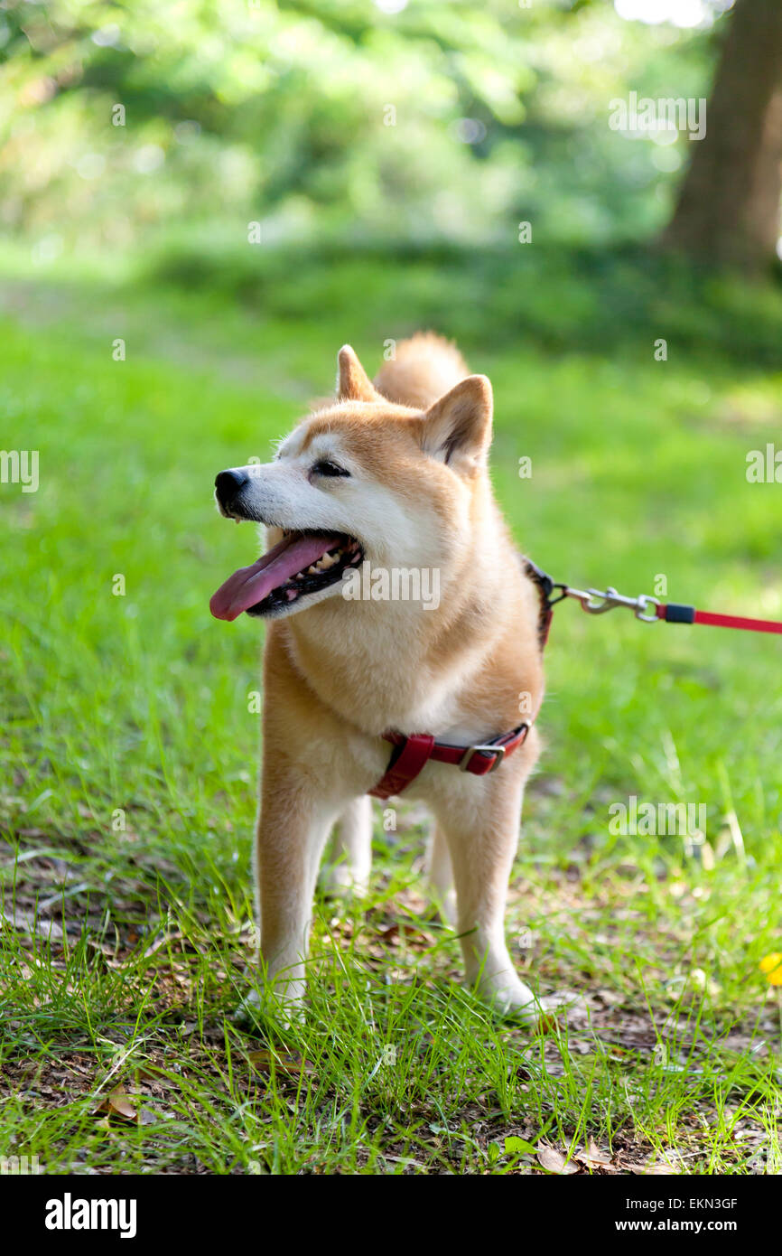 Shiba side profile hi-res stock photography and images - Alamy