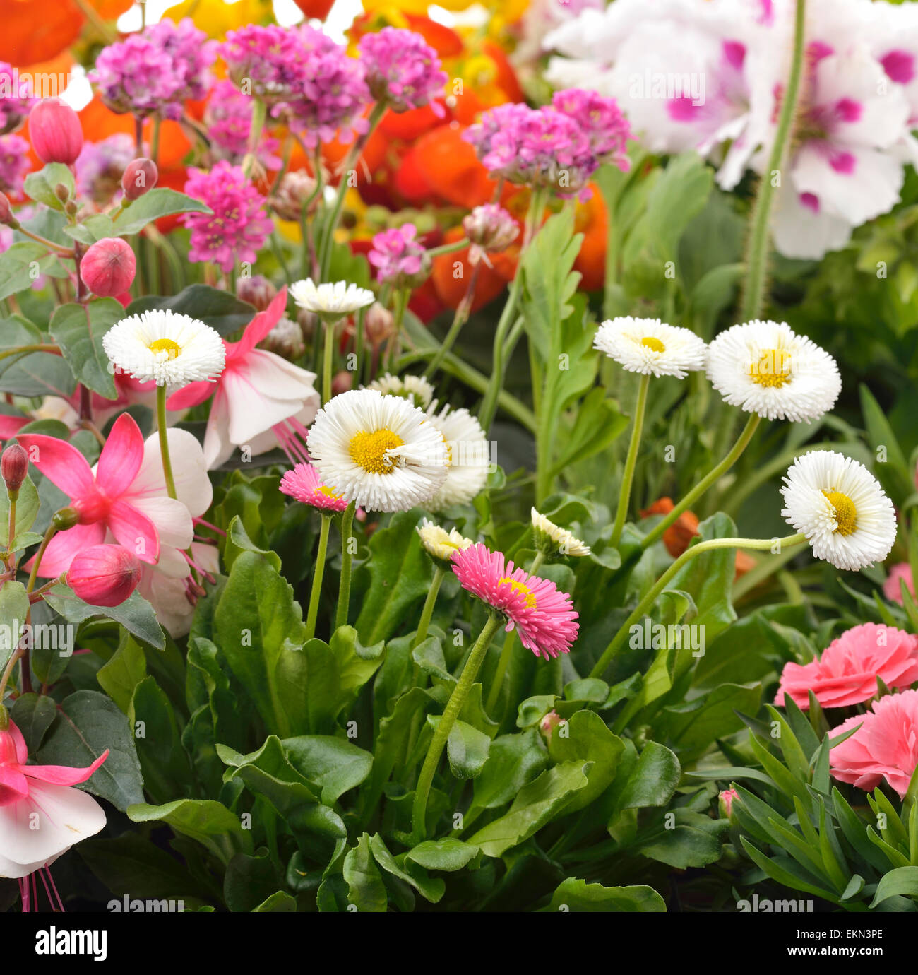 Fuchsia carnations hi-res stock photography and images - Alamy