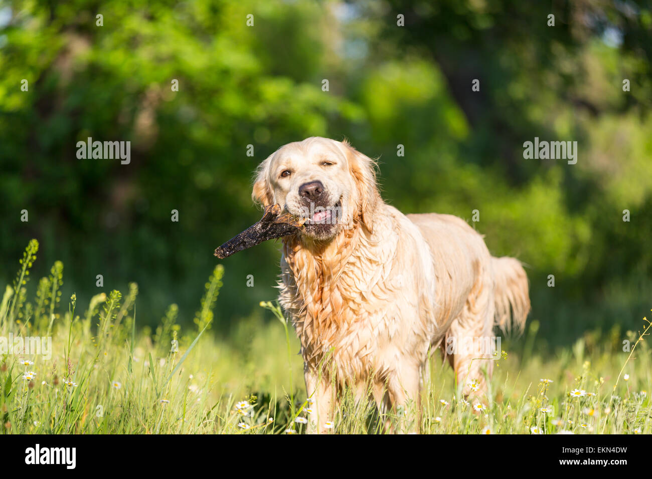 Gold retriver hi-res stock photography and images - Alamy