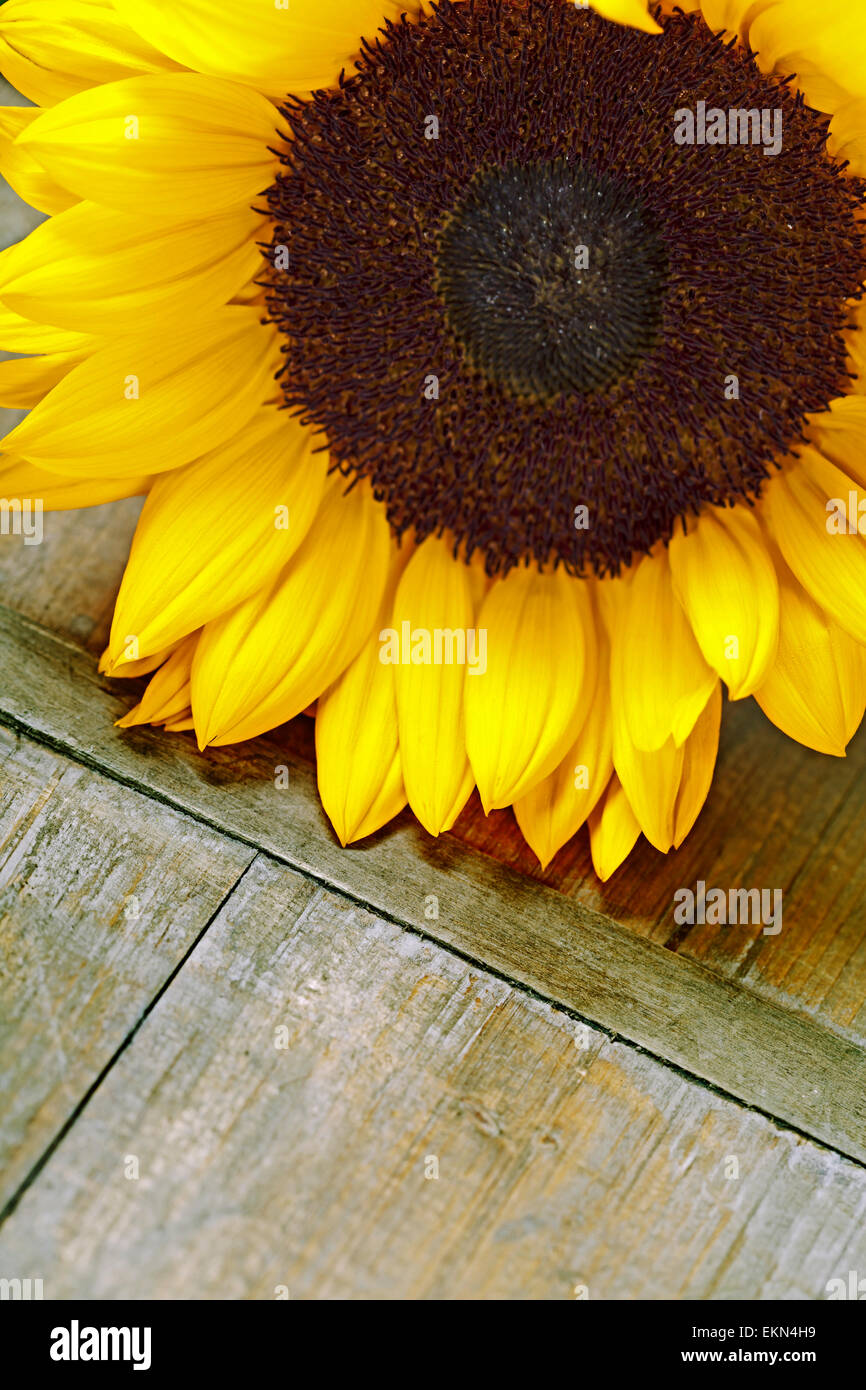 Abstract sunflower flower pattern wallpaper hi-res stock photography ...