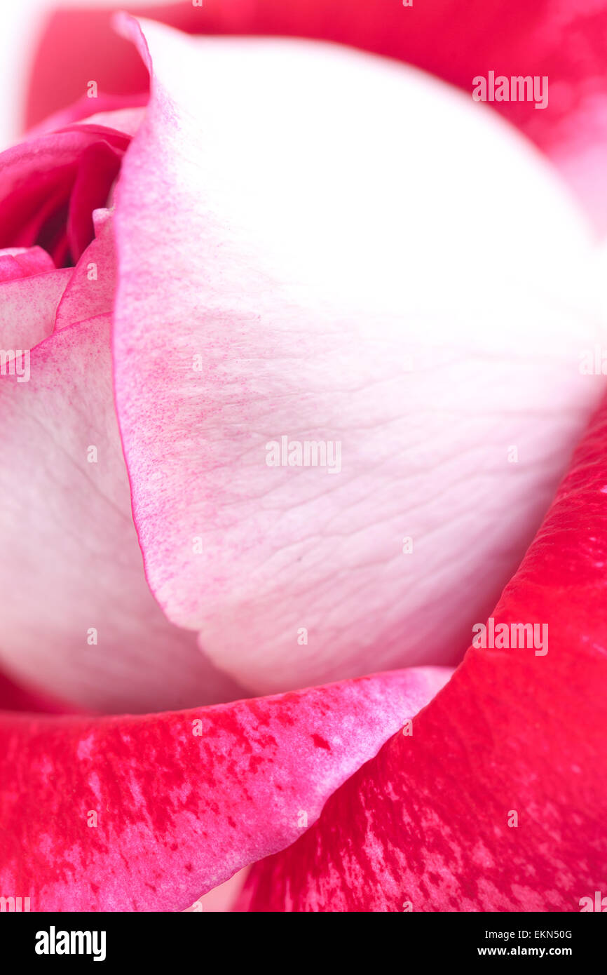 background of unusual beautiful red rose Stock Photo - Alamy