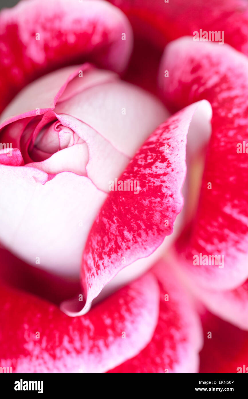 background of unusual beautiful red rose Stock Photo - Alamy