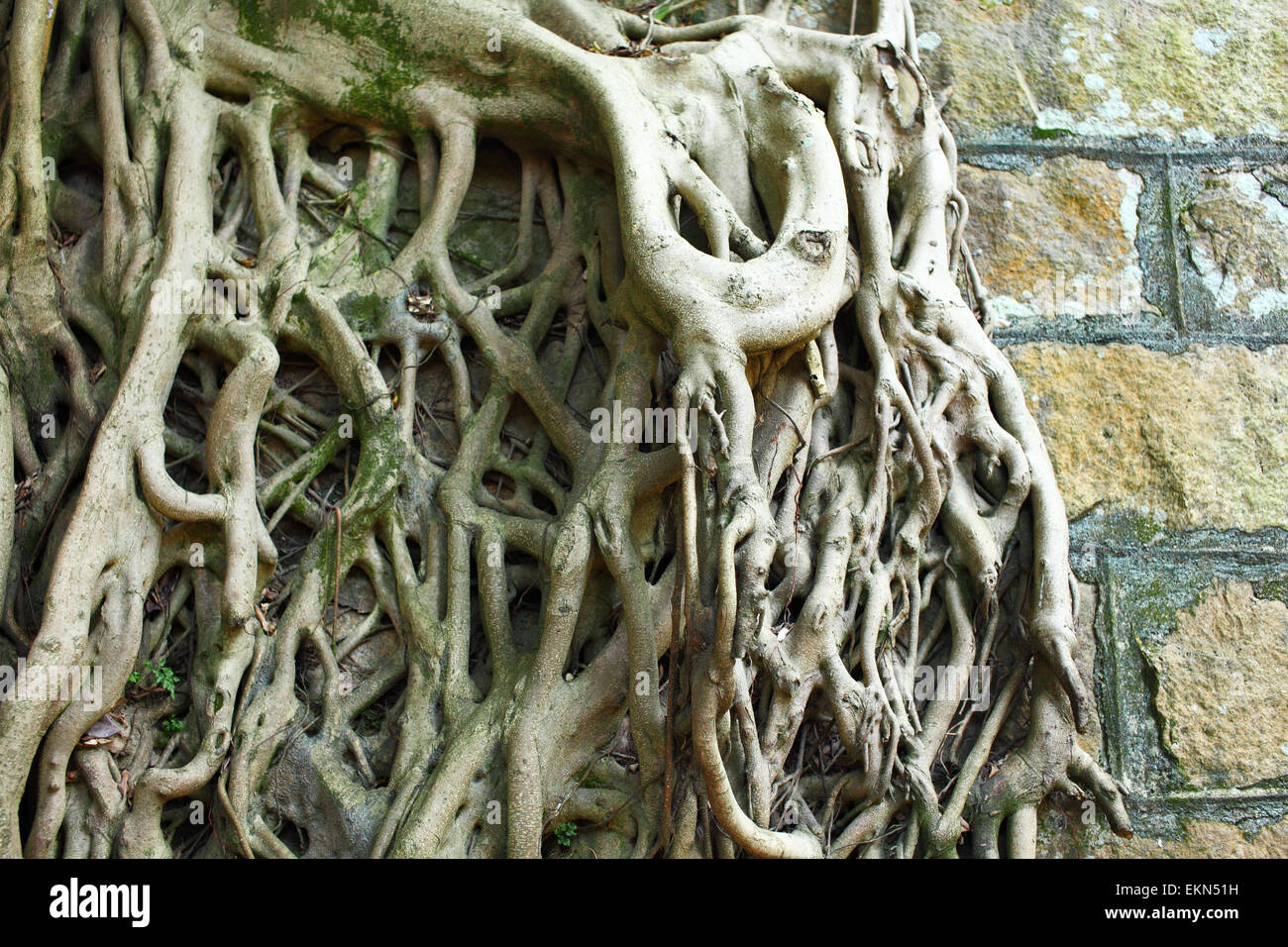 Root of tree covered old wall Stock Photo - Alamy