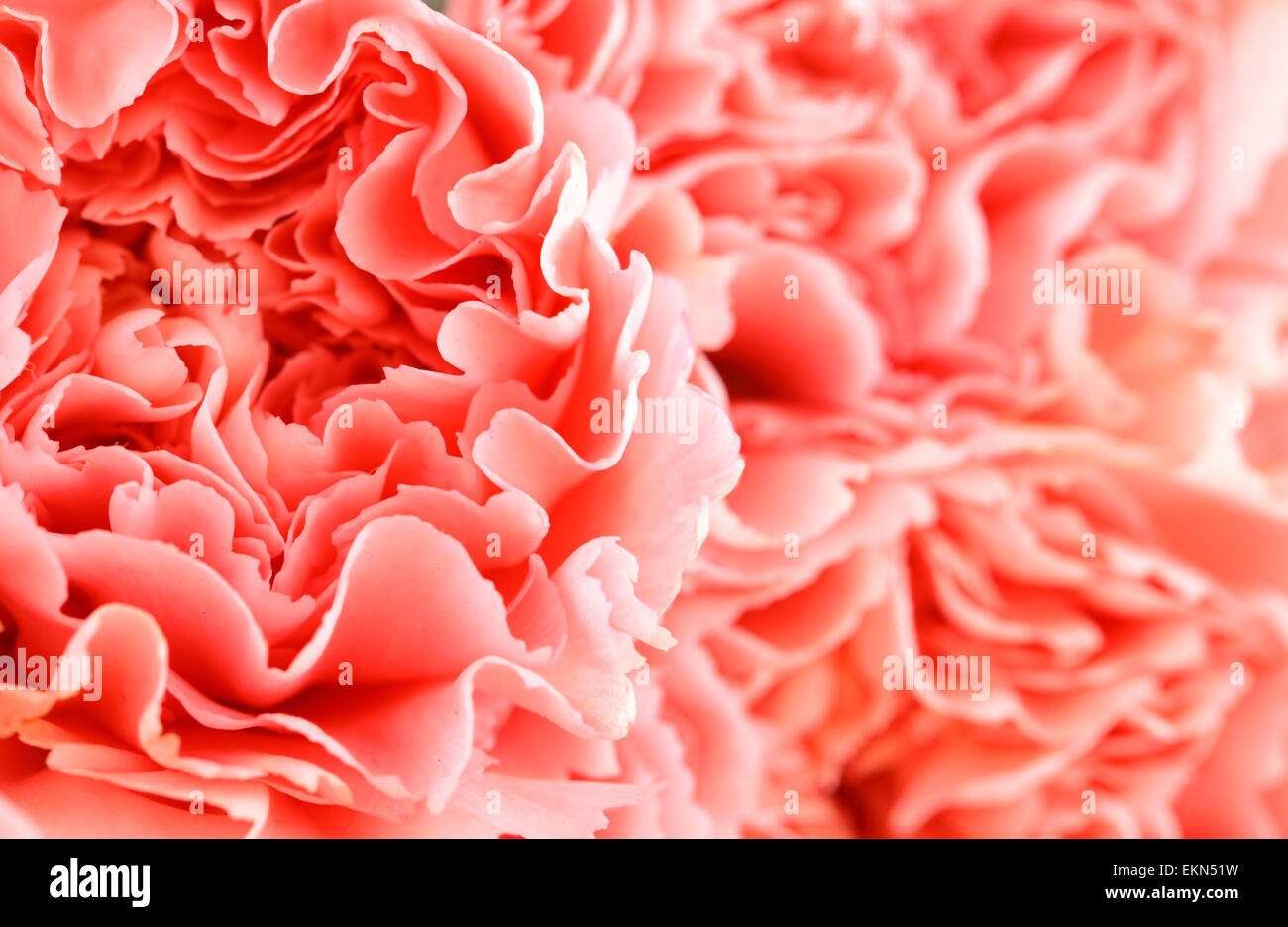 Pink carnation close up Stock Photo - Alamy