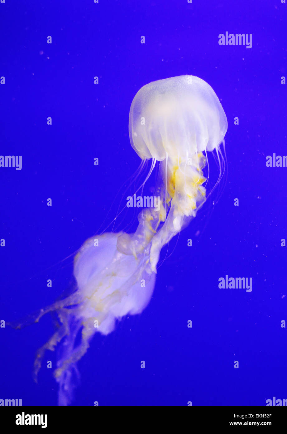 Jellyfish spain hi-res stock photography and images - Alamy