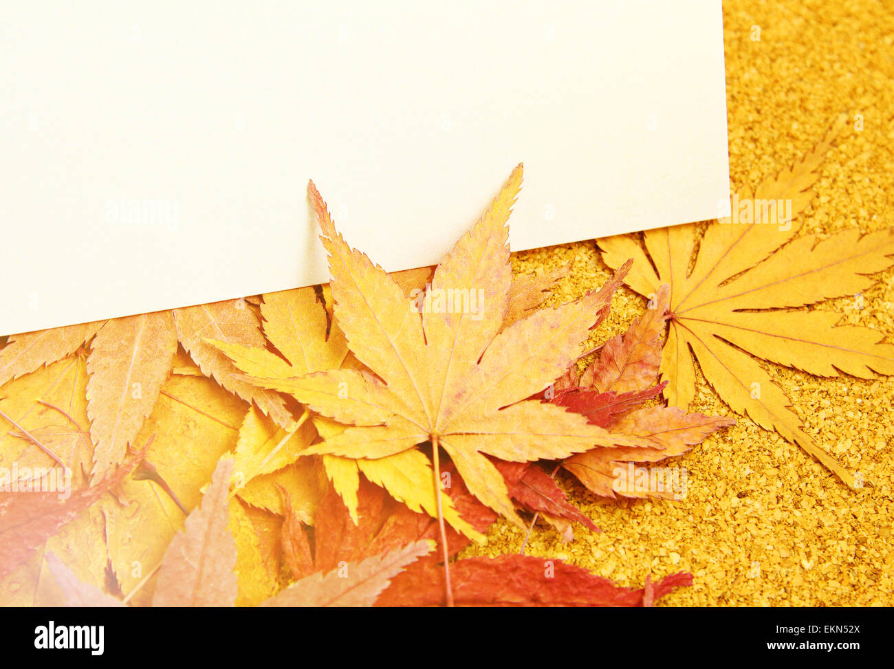 Greeting card with maple Stock Photo - Alamy