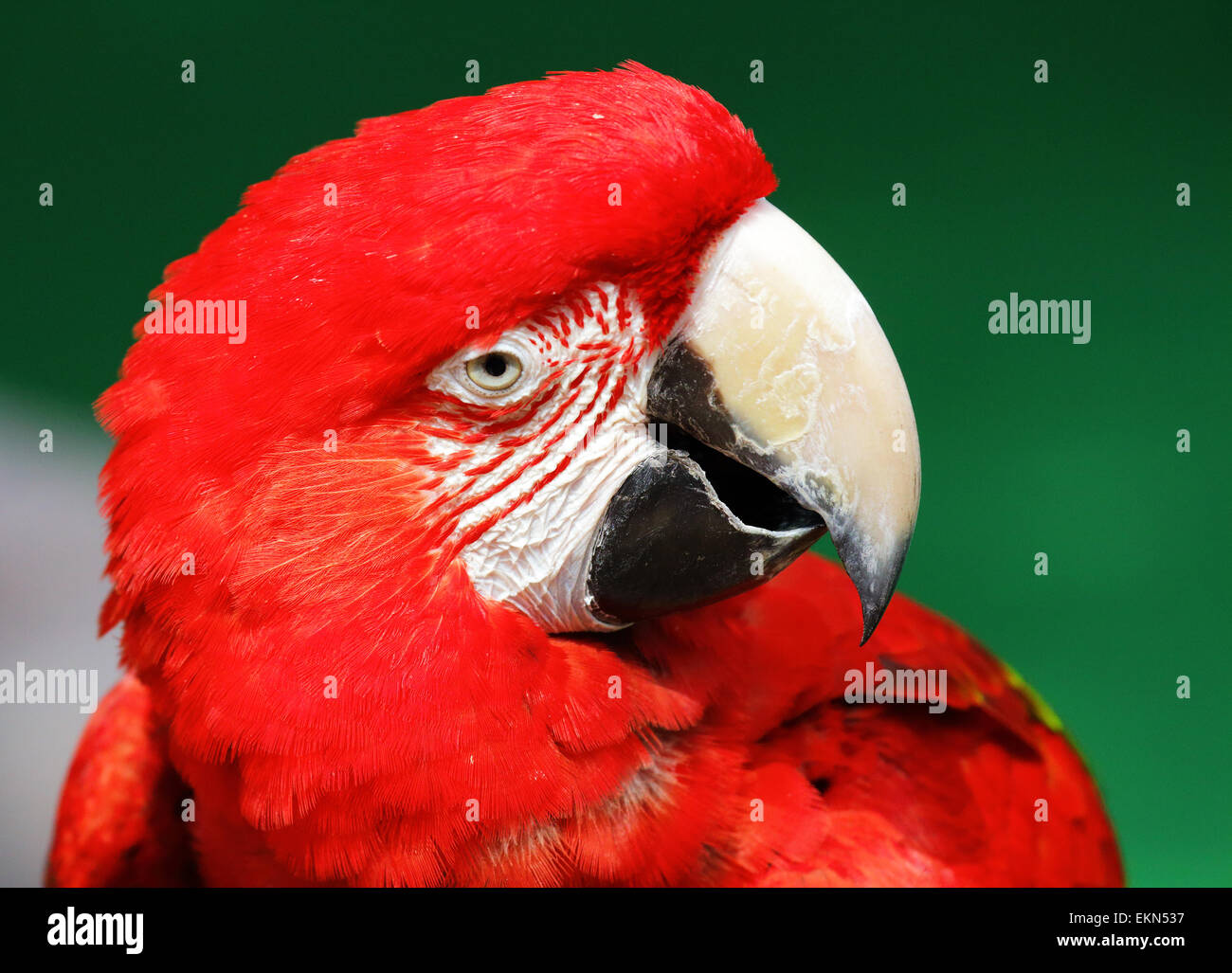 Red macaw hi-res stock photography and images - Alamy