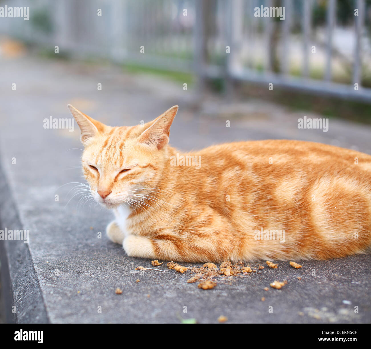 Bi cat hi-res stock photography and images - Alamy