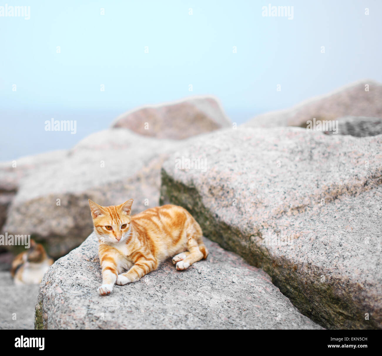 Cat bi hi-res stock photography and images - Alamy