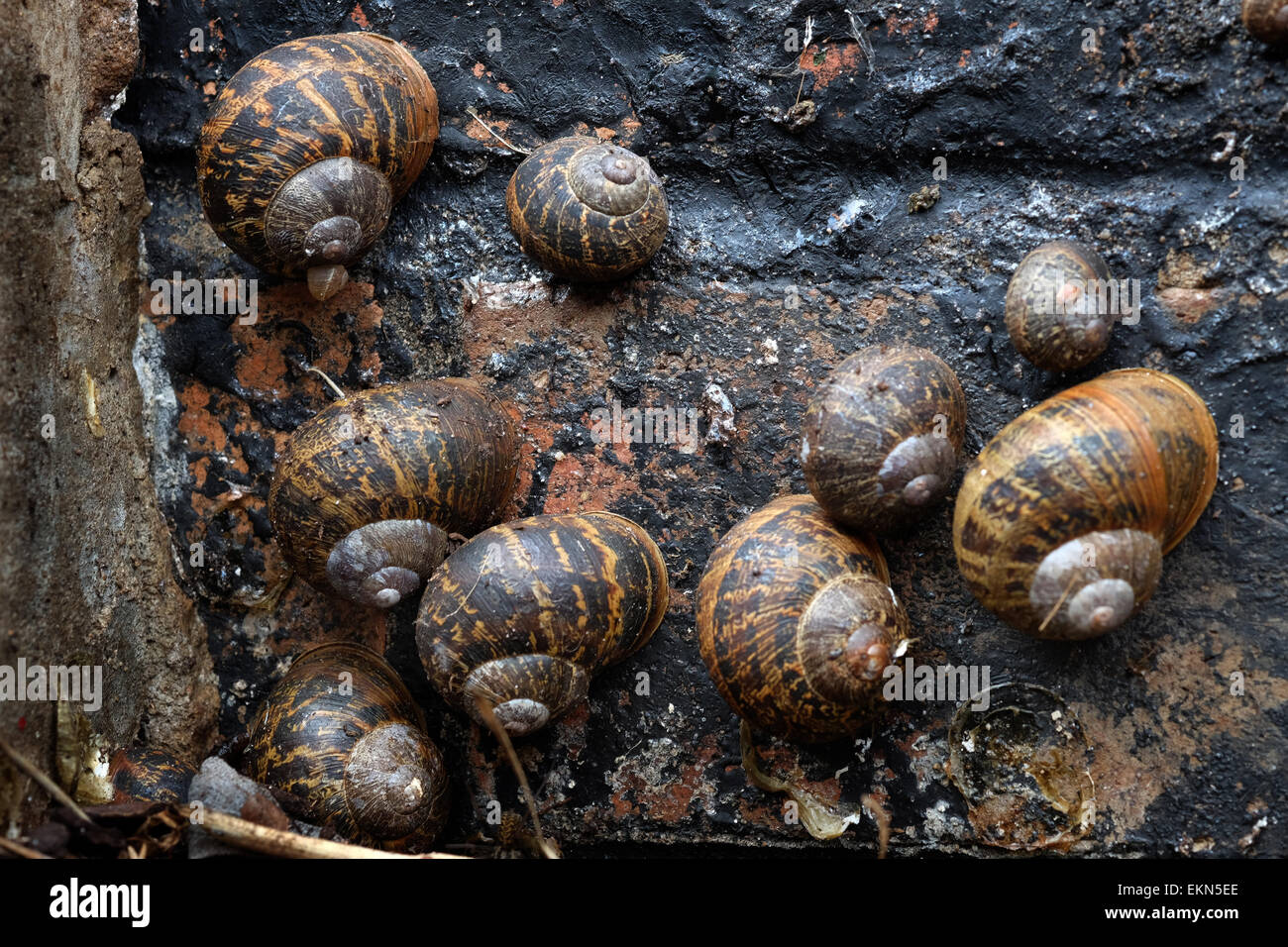 Cornu aspersum, known by the common name garden snail Stock Photo - Alamy