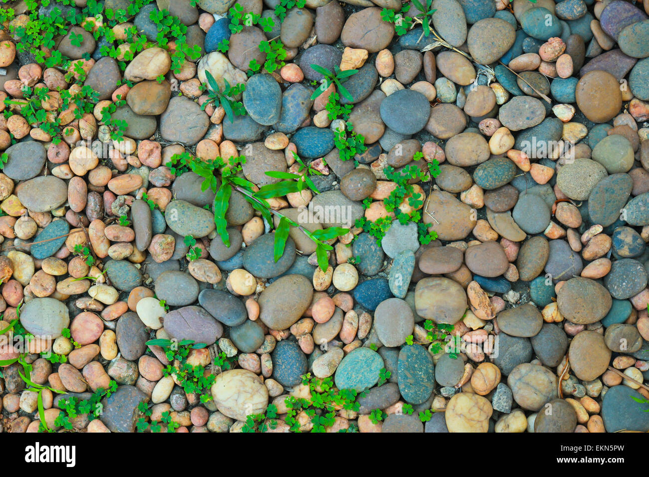 Color pebble stone background Stock Photo - Alamy