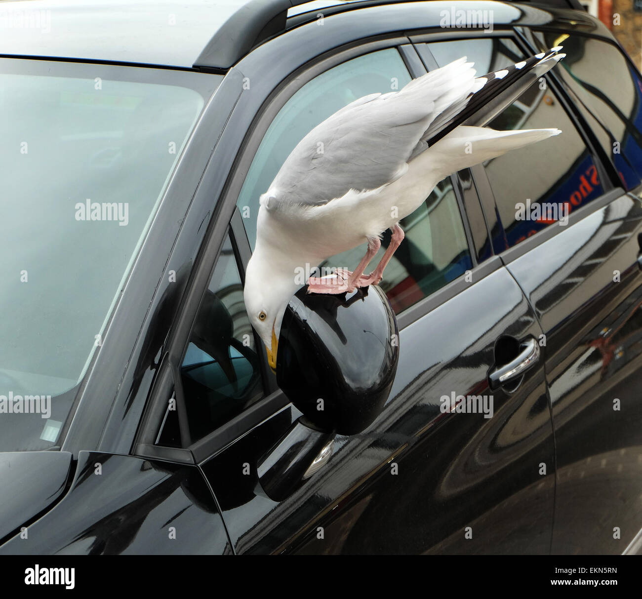 Large seagull with car wing mirror Stock Photo - Alamy
