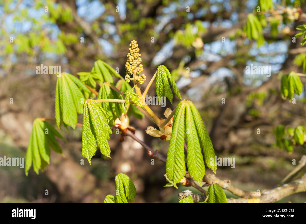 Early stages of Horse chestnut flower and new leaf covered branch ...
