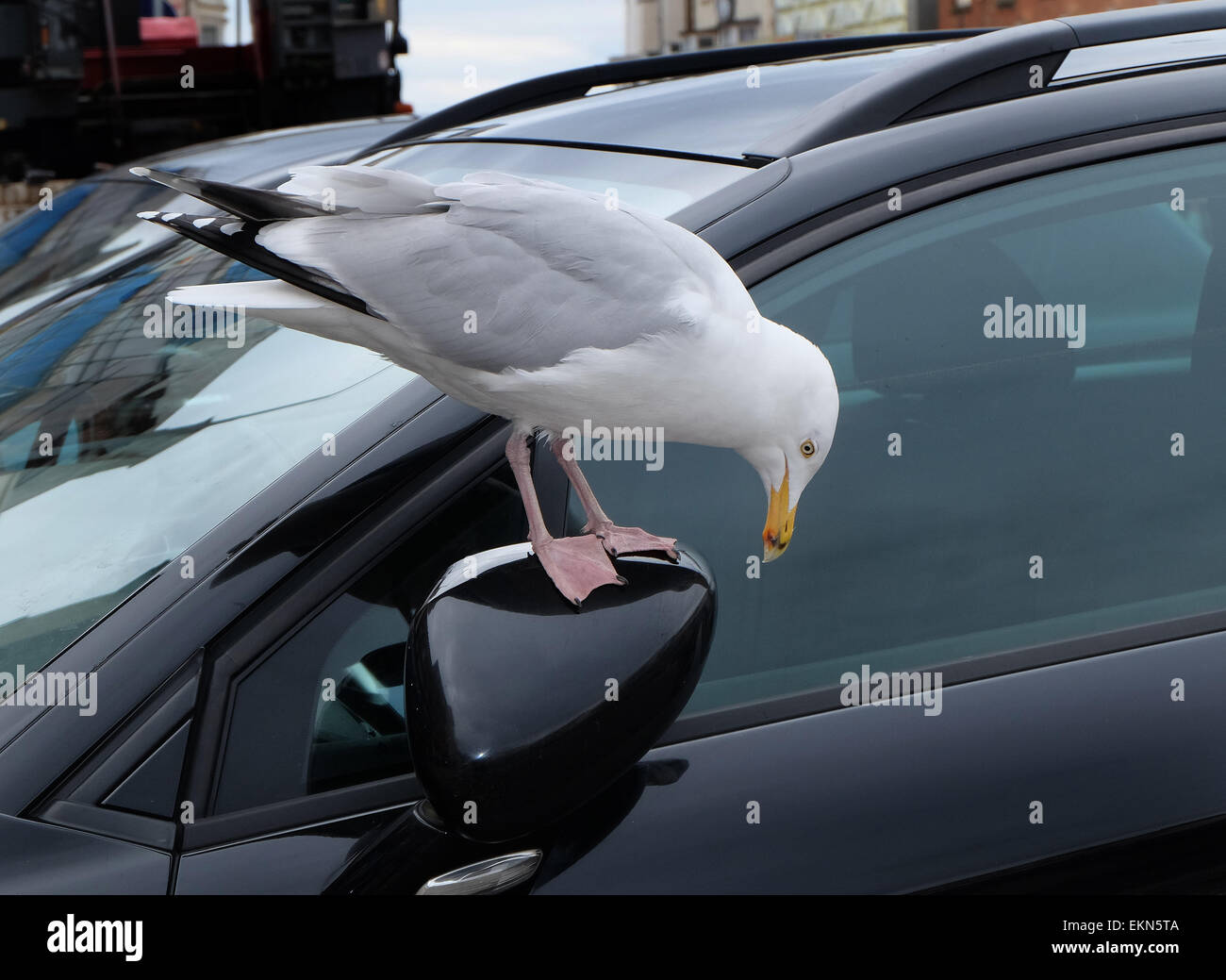 Reflection car mirror bird hi-res stock photography and images - Alamy
