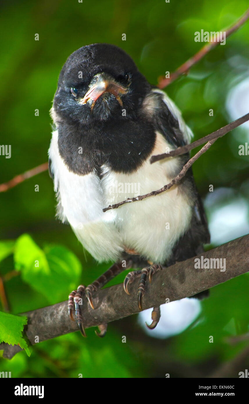 Pica pica bird hi-res stock photography and images - Alamy