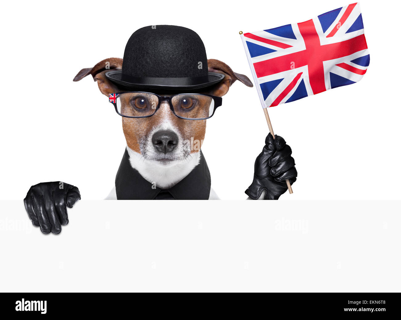 Traditional british dog hi-res stock photography and images - Alamy